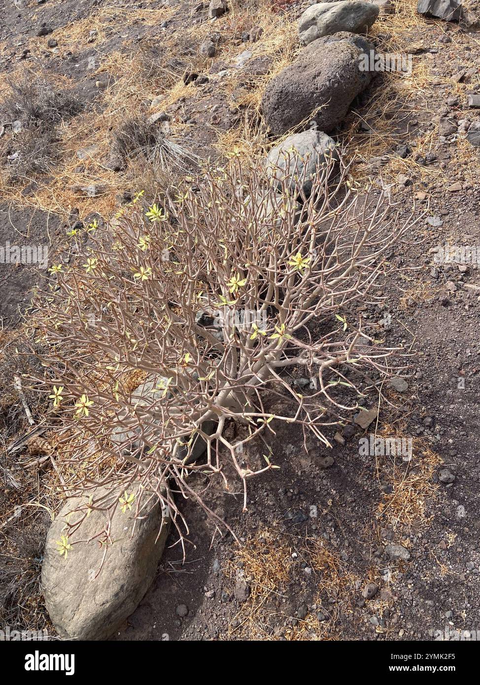 balsam spurge (Euphorbia balsamifera Stock Photo - Alamy