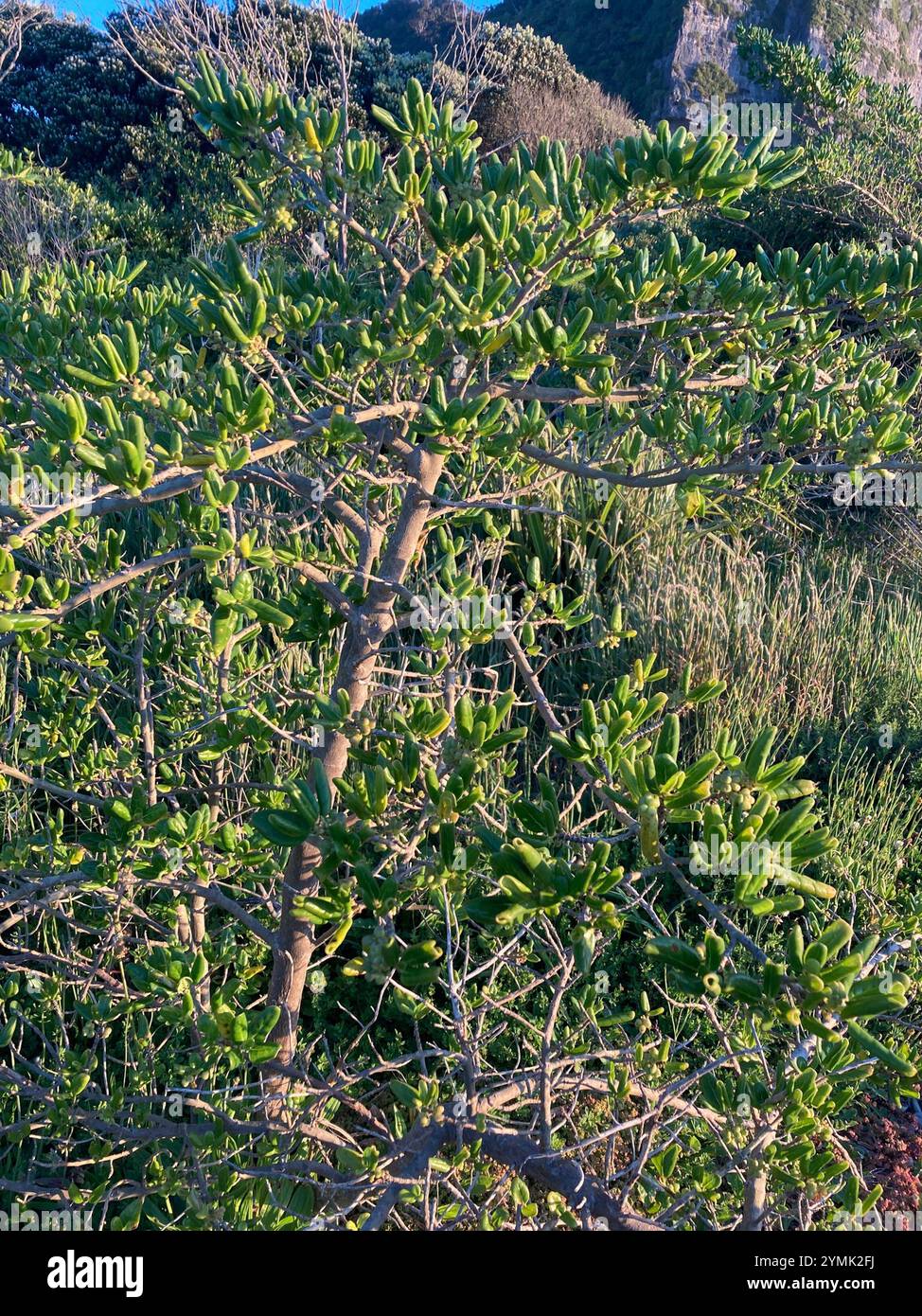 Taupata (Coprosma repens Stock Photo - Alamy