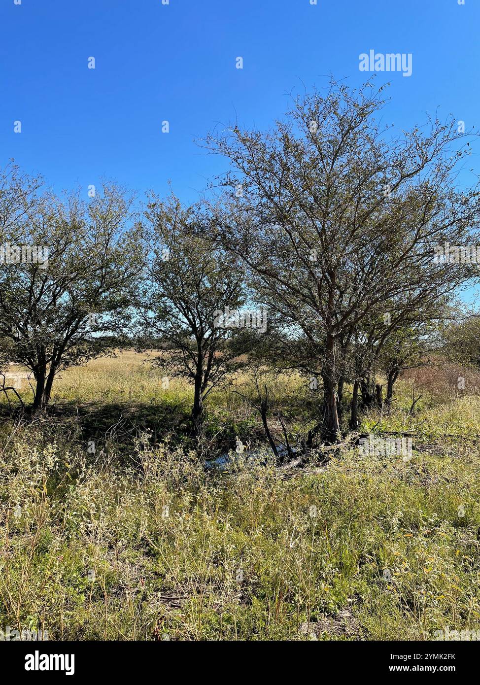 Planera aquatica hi-res stock photography and images - Alamy