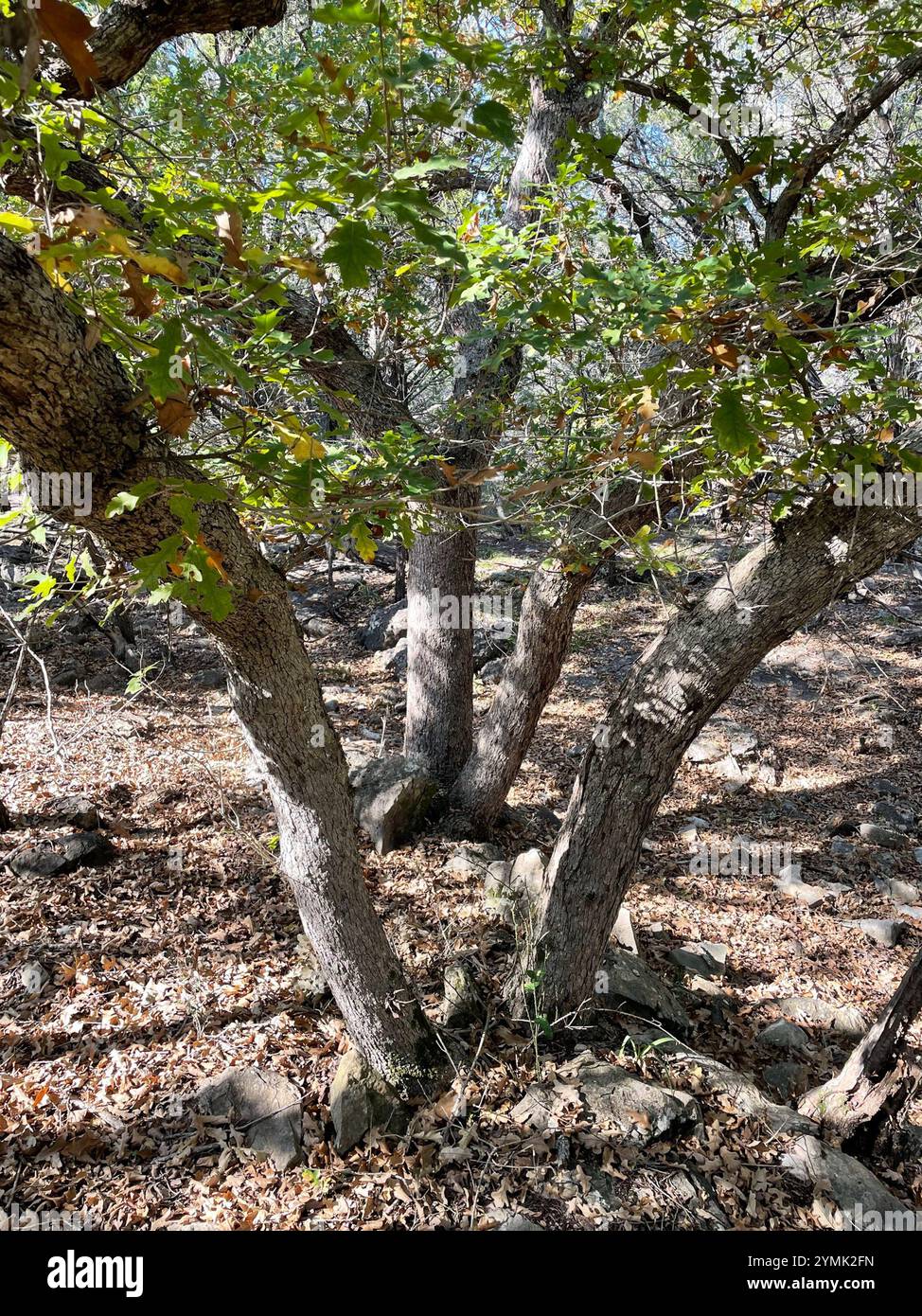 White Shin Oak (Quercus sinuata breviloba Stock Photo - Alamy
