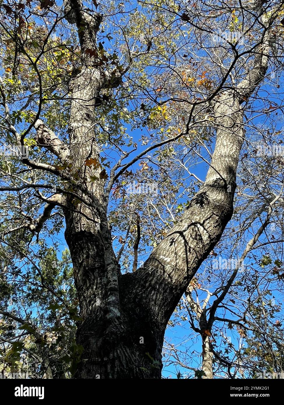 Buckley's oak (Quercus buckleyi Stock Photo - Alamy