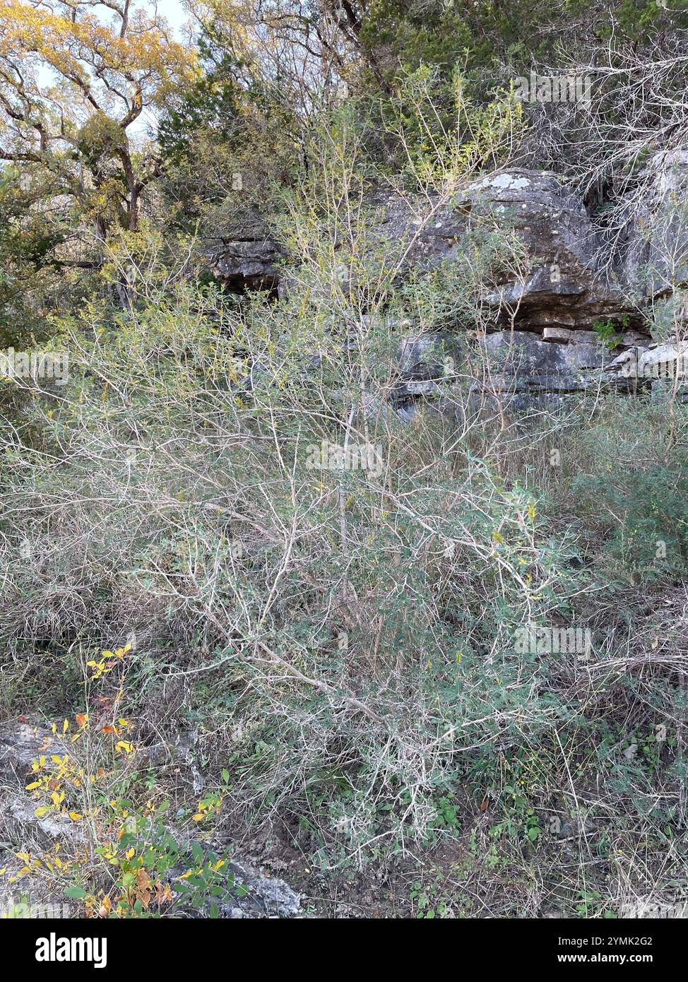 Texas Kidneywood (Eysenhardtia texana Stock Photo - Alamy