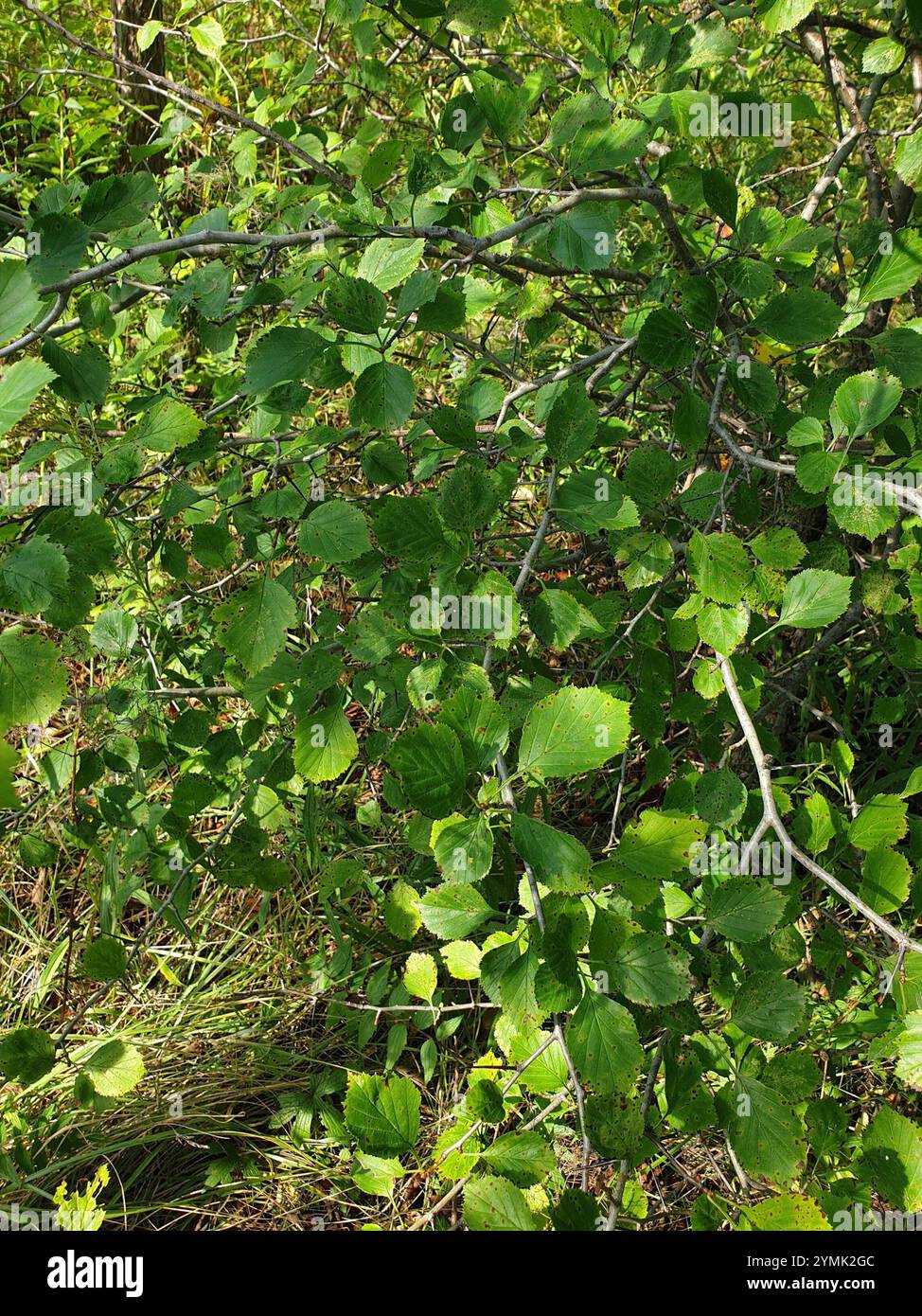 Caughnawaga hawthorn (Crataegus suborbiculata Stock Photo - Alamy