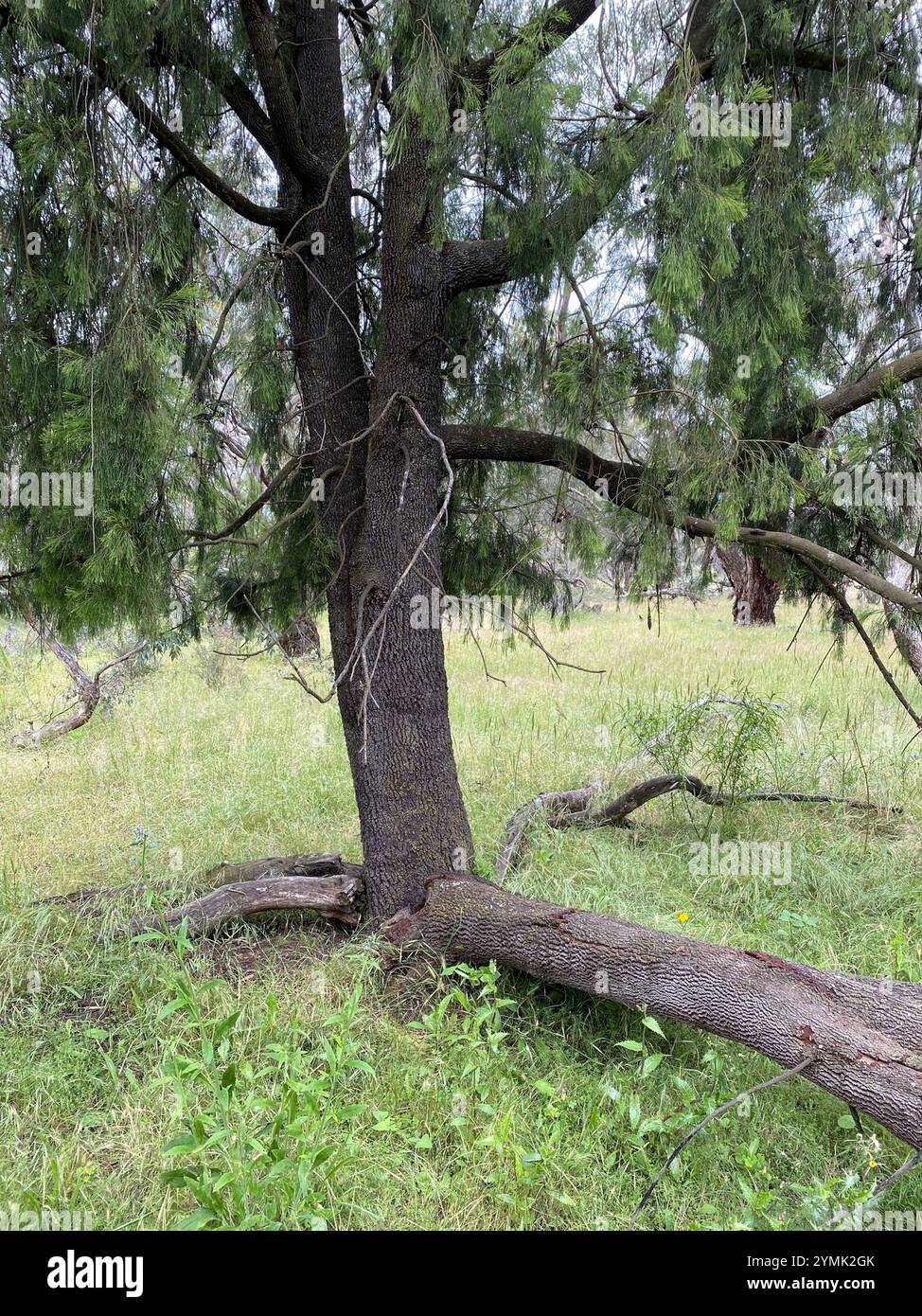 Cherry Ballart (Exocarpos cupressiformis Stock Photo - Alamy