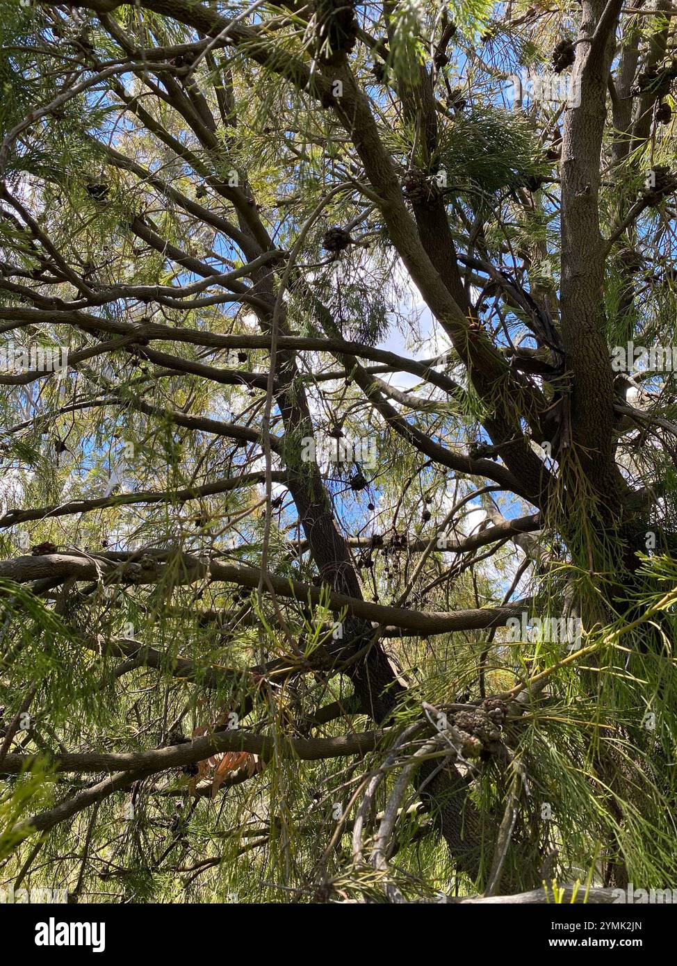 Exocarpos cupressiformis hi-res stock photography and images - Alamy