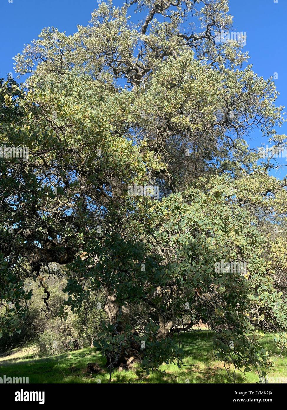 blue oak (Quercus douglasii Stock Photo - Alamy