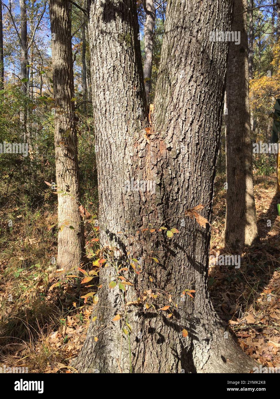 black oak (Quercus velutina Stock Photo - Alamy
