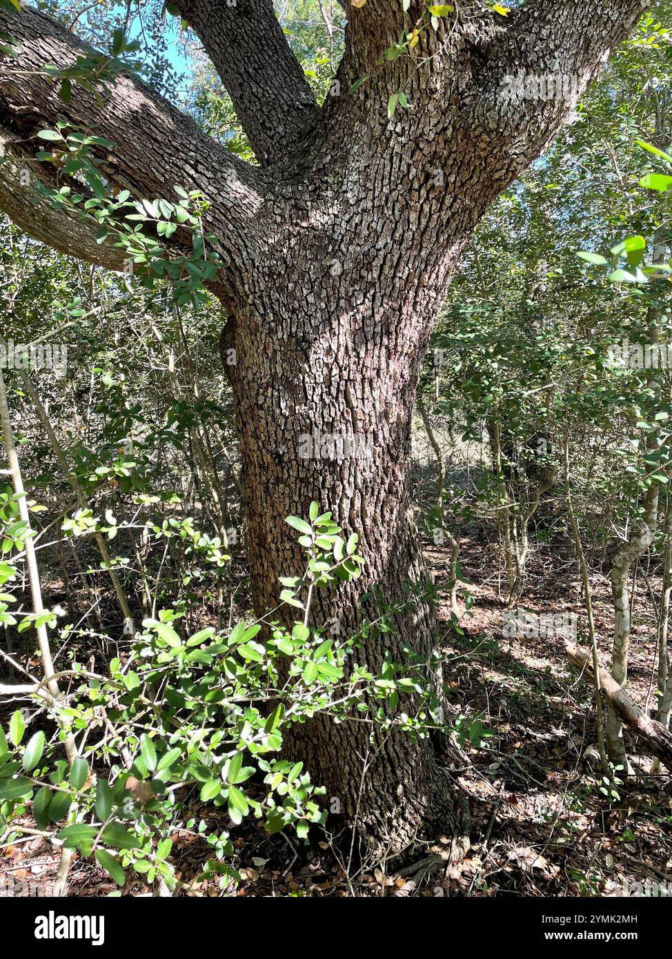 southern live oak (Quercus virginiana Stock Photo - Alamy