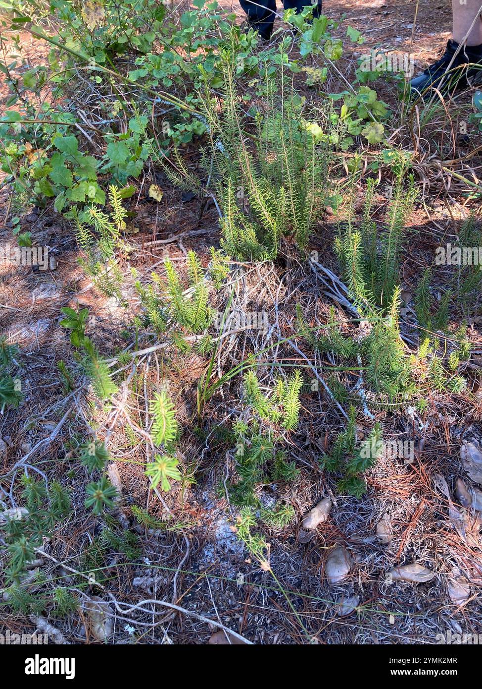 Florida rosemary (Ceratiola ericoides Stock Photo - Alamy