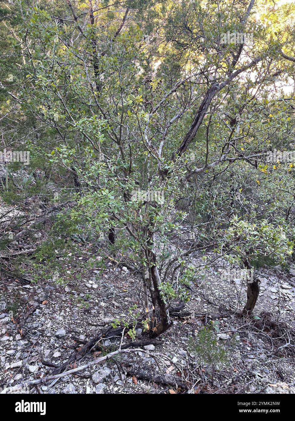 Texas Persimmon (Diospyros texana Stock Photo - Alamy