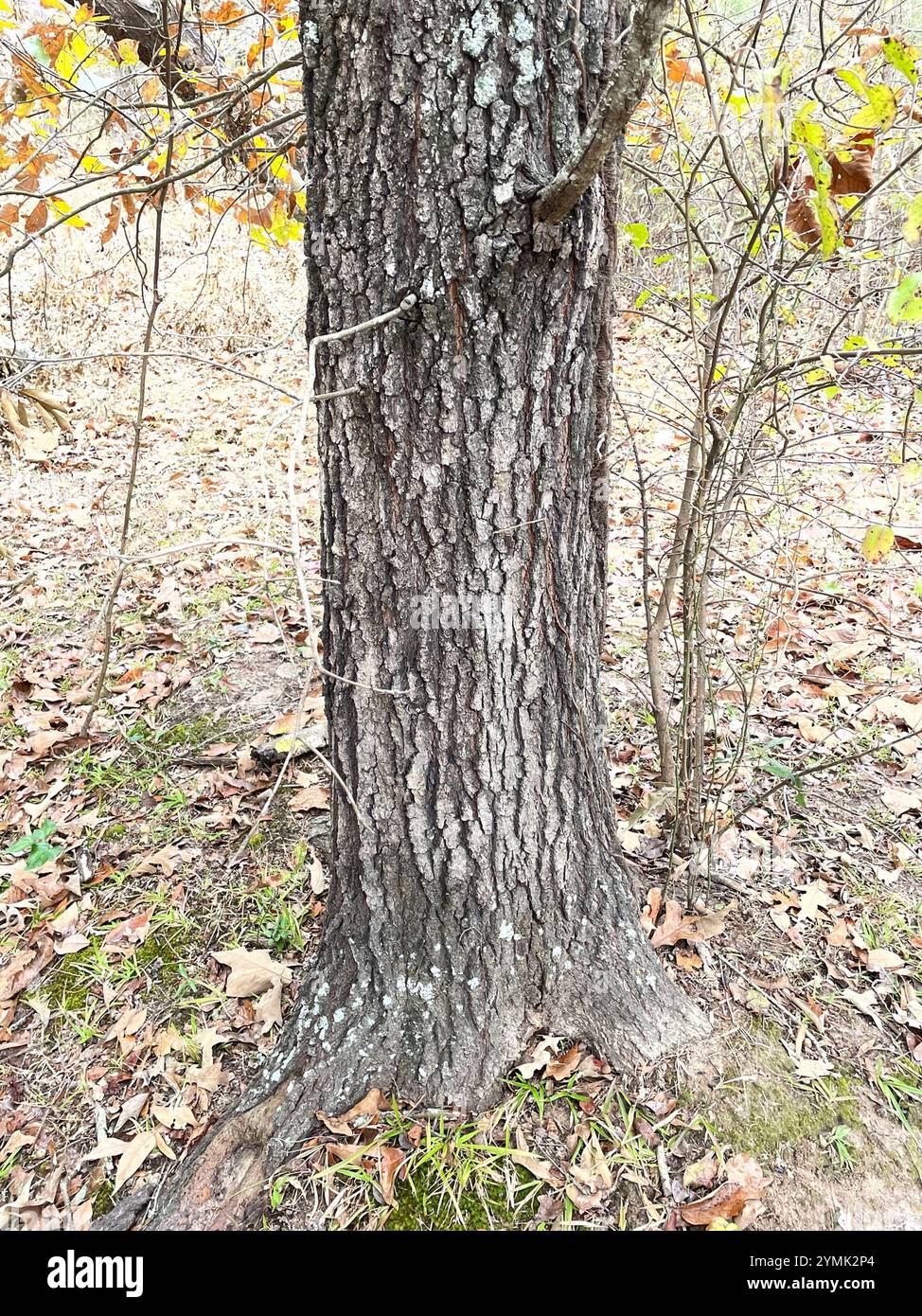 southern red oak (Quercus falcata Stock Photo - Alamy