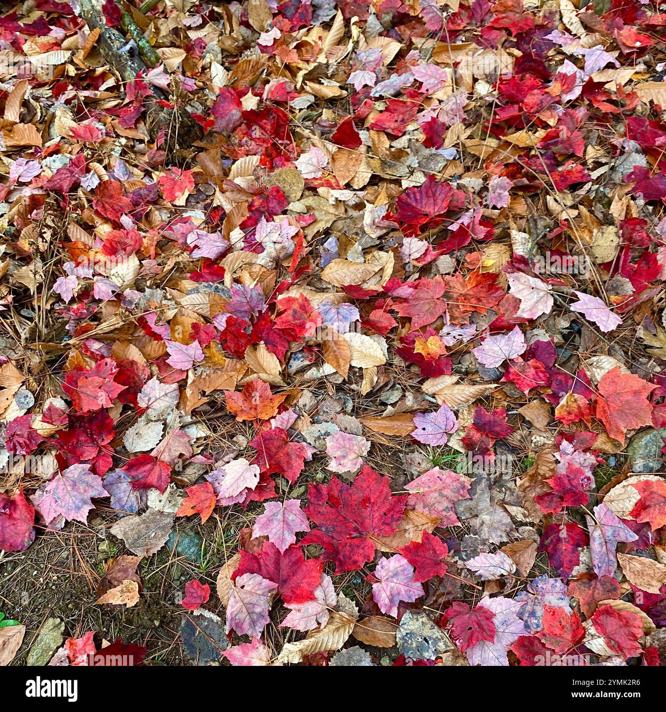 red maple (Acer rubrum Stock Photo - Alamy