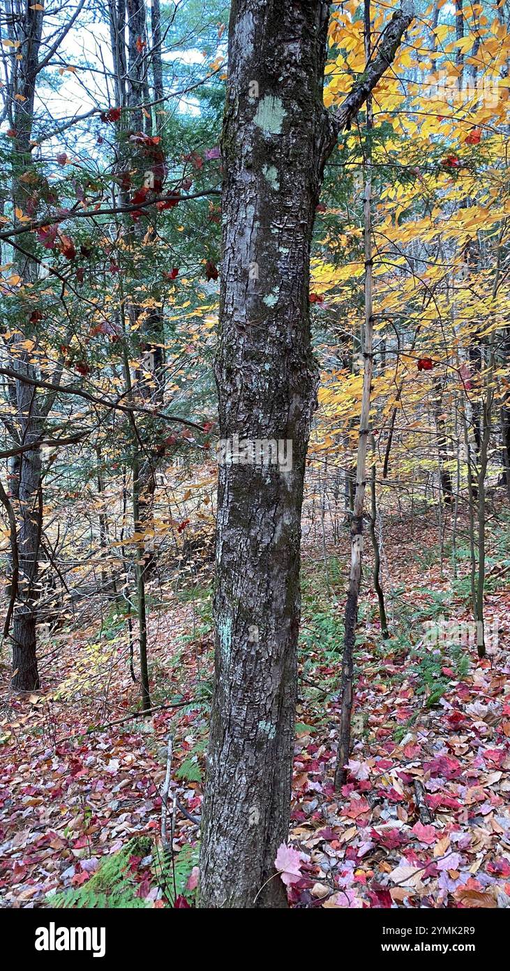 red maple (Acer rubrum Stock Photo - Alamy