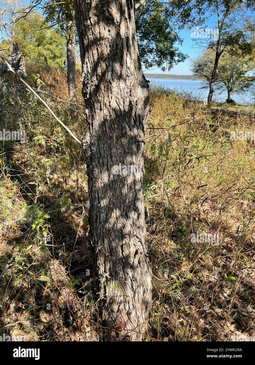 Carya aquatica hi-res stock photography and images - Alamy