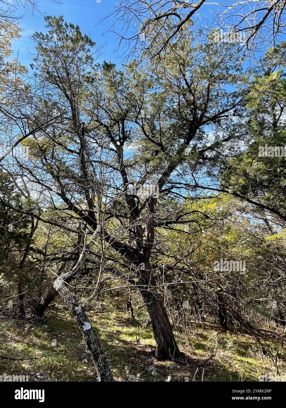 Ashe juniper (Juniperus ashei Stock Photo - Alamy