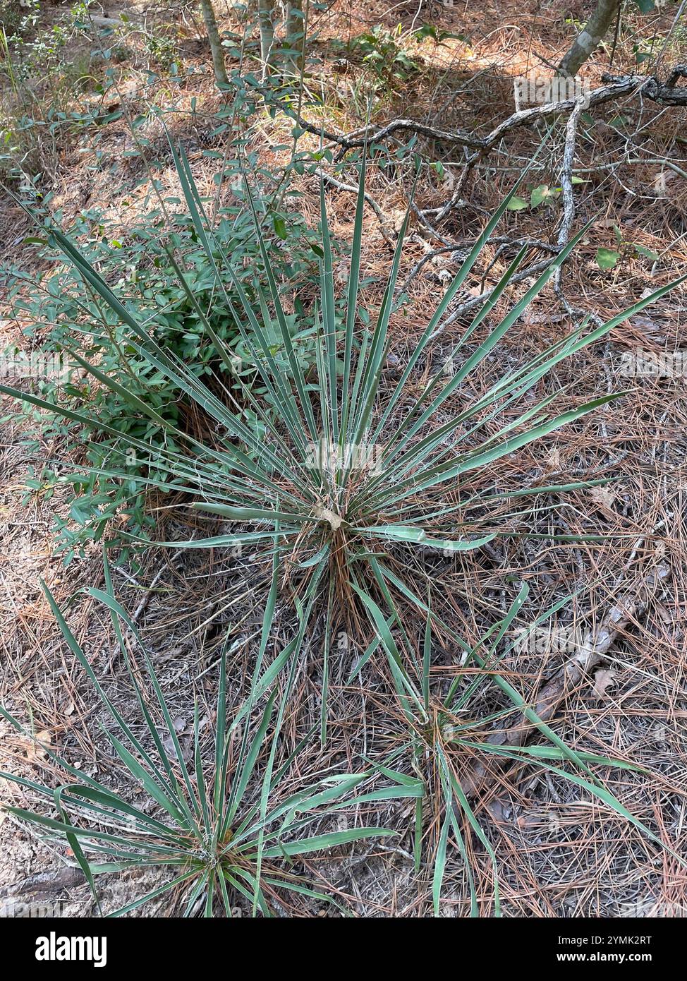 Gulf Coast Yucca (Yucca louisianensis Stock Photo - Alamy