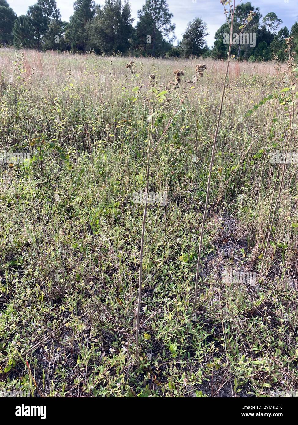 flannel weed (Sida cordifolia Stock Photo - Alamy
