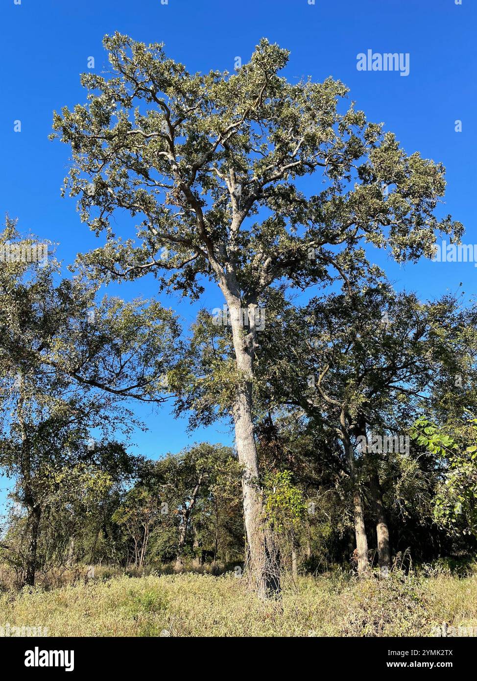 post oak (Quercus stellata Stock Photo - Alamy
