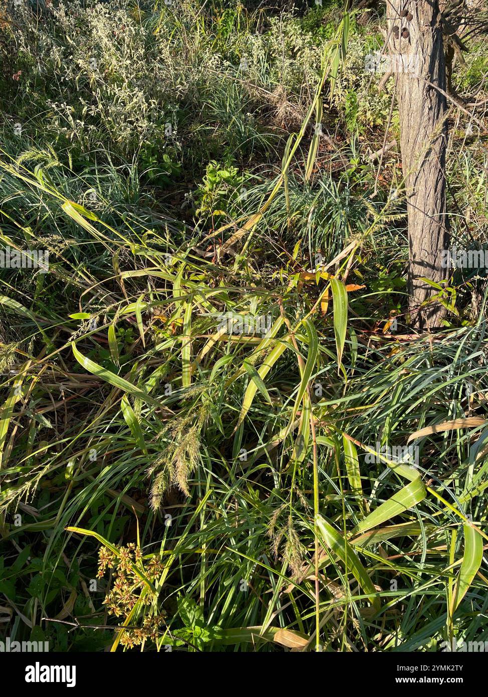 Barnyard Grasses (Echinochloa Stock Photo - Alamy