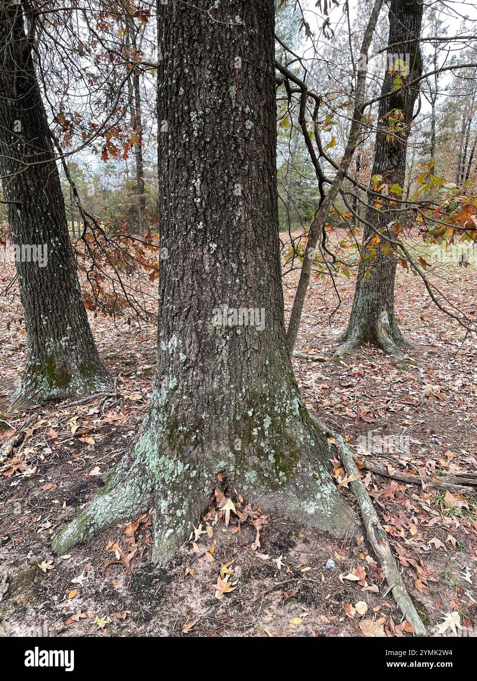 black oak (Quercus velutina Stock Photo - Alamy