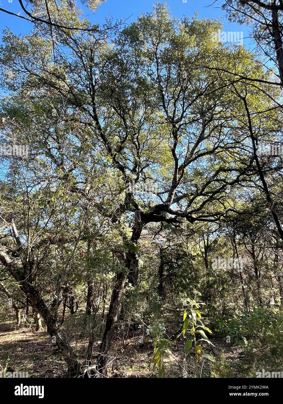 Texas live oak (Quercus fusiformis Stock Photo - Alamy