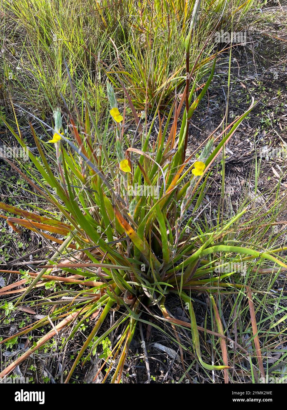 Philydrum hi-res stock photography and images - Alamy