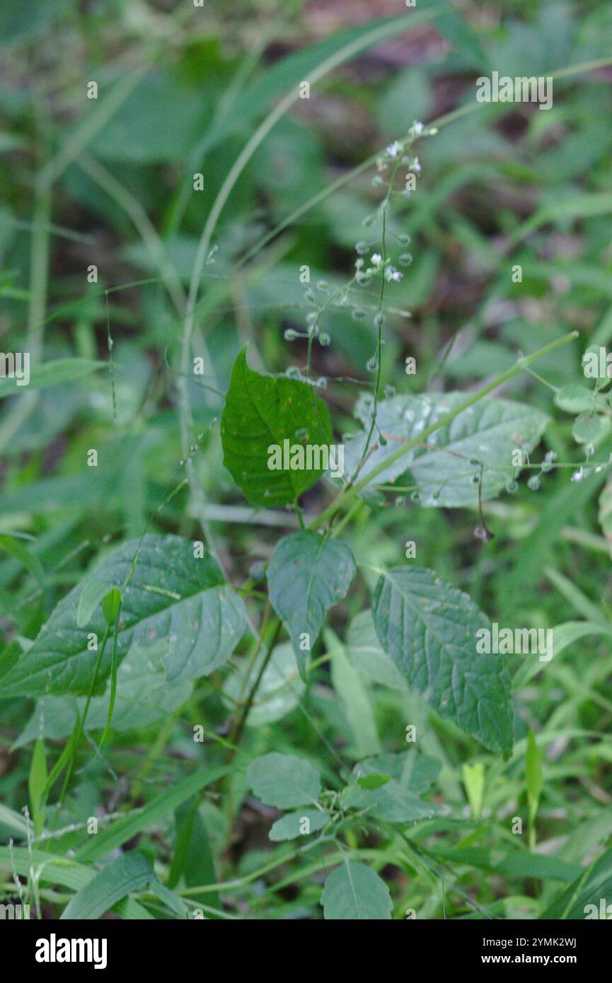 broadleaf enchanter's nightshade (Circaea canadensis Stock Photo - Alamy