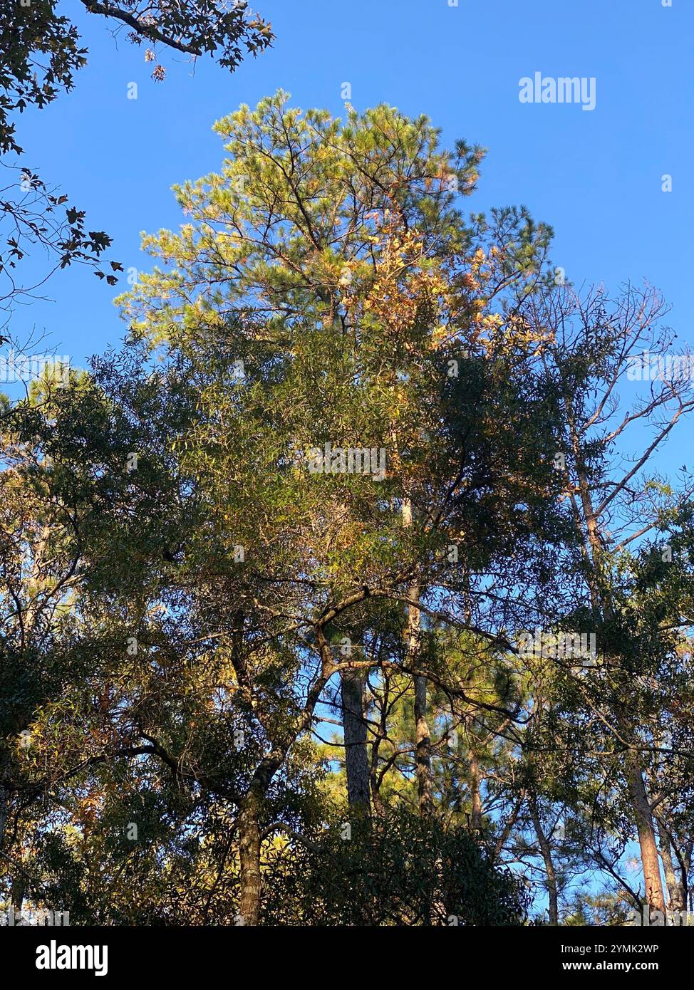 shortleaf pine (Pinus echinata Stock Photo - Alamy