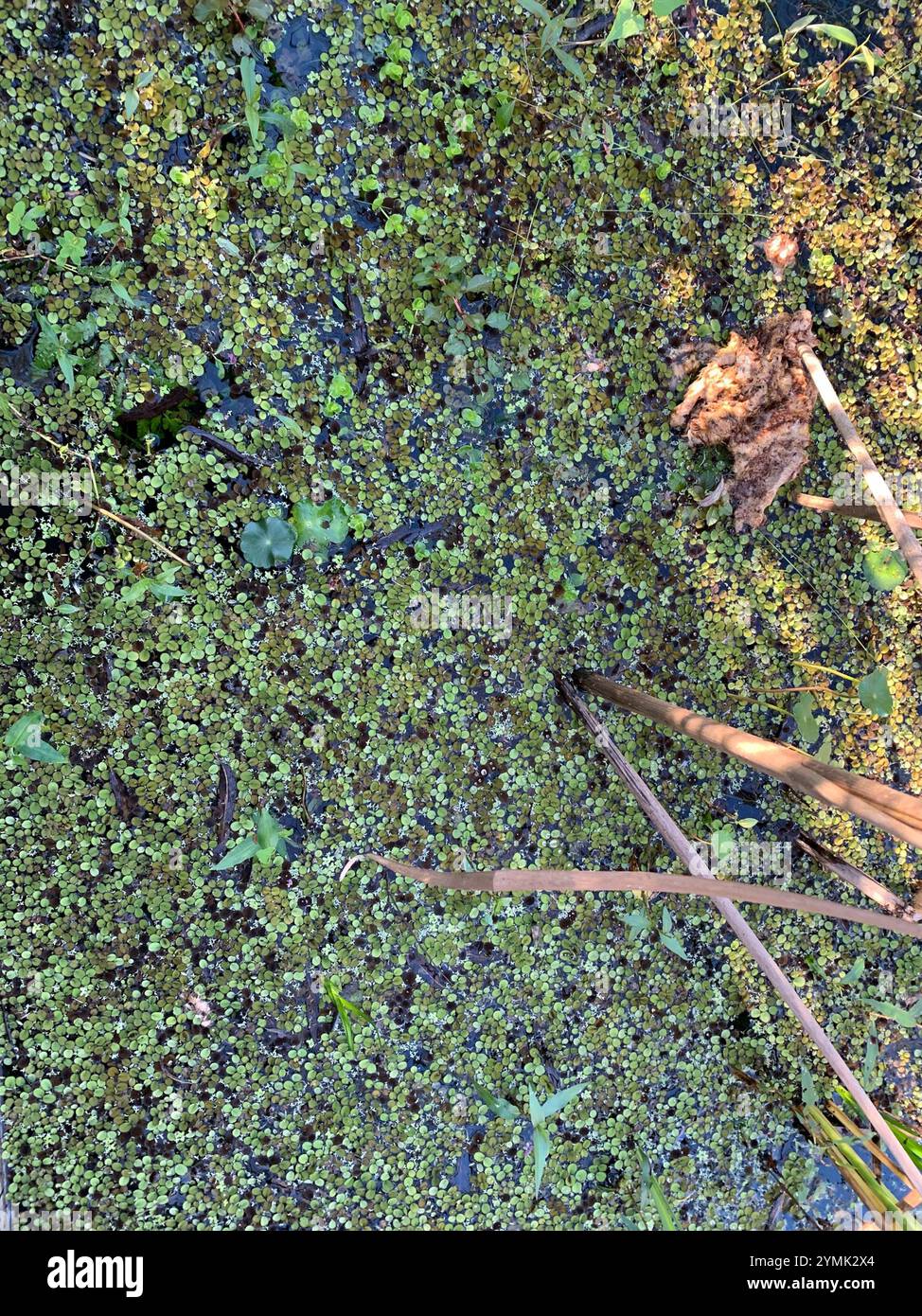 water spangles (Salvinia minima Stock Photo - Alamy