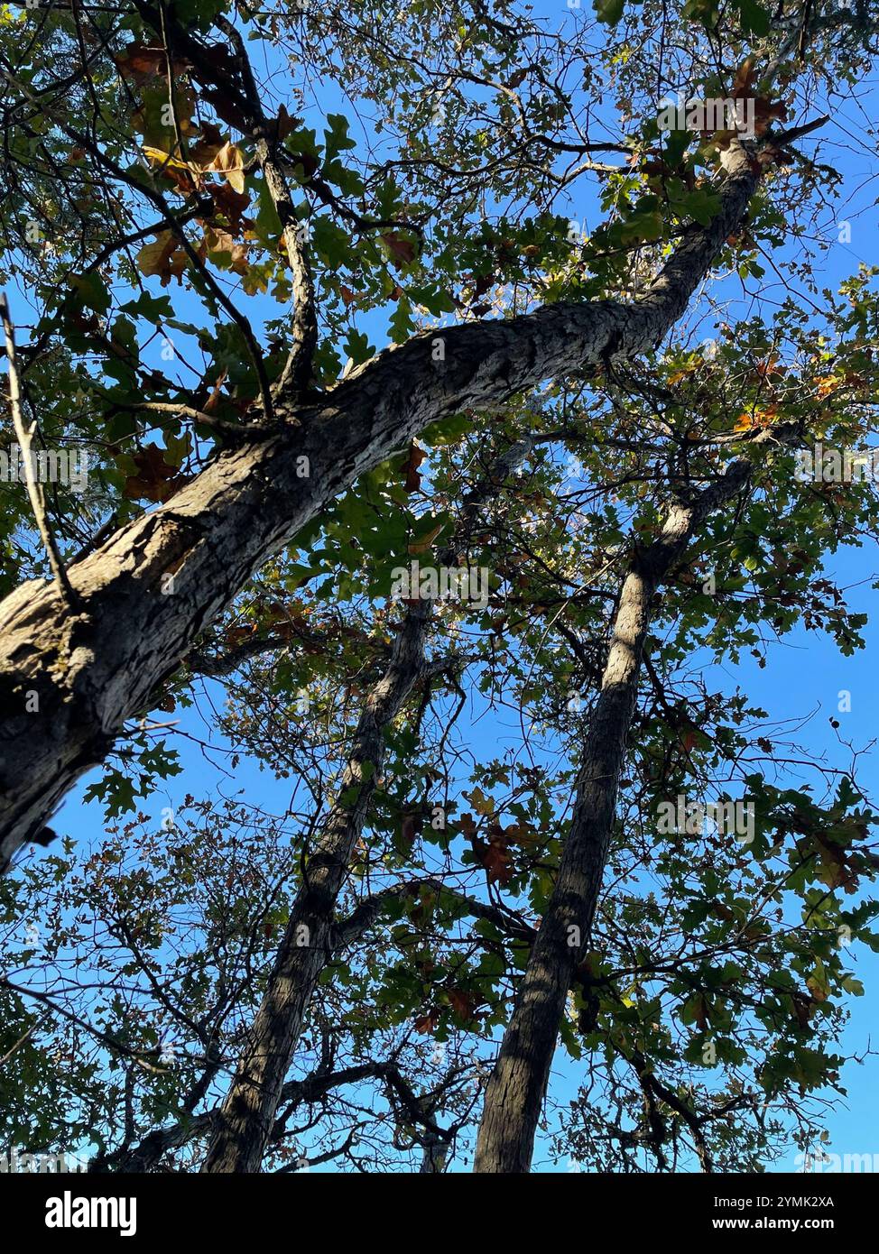 White Shin Oak (Quercus sinuata breviloba Stock Photo - Alamy