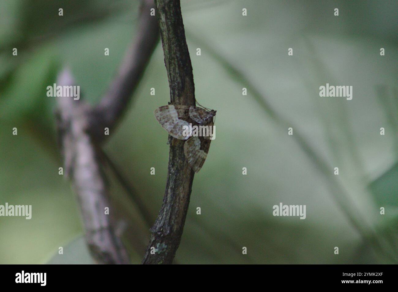 American Sharp-angled Carpet (Euphyia intermediata Stock Photo - Alamy
