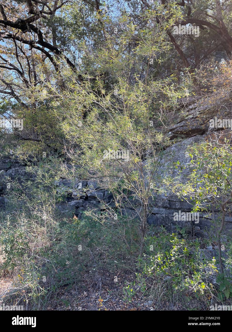 Texas Kidneywood (Eysenhardtia texana Stock Photo - Alamy