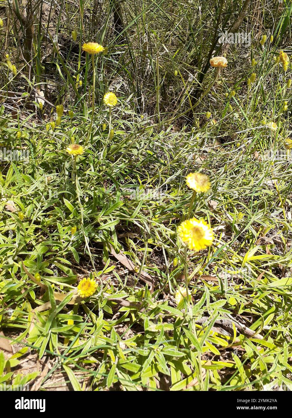 button everlasting (Coronidium scorpioides Stock Photo - Alamy