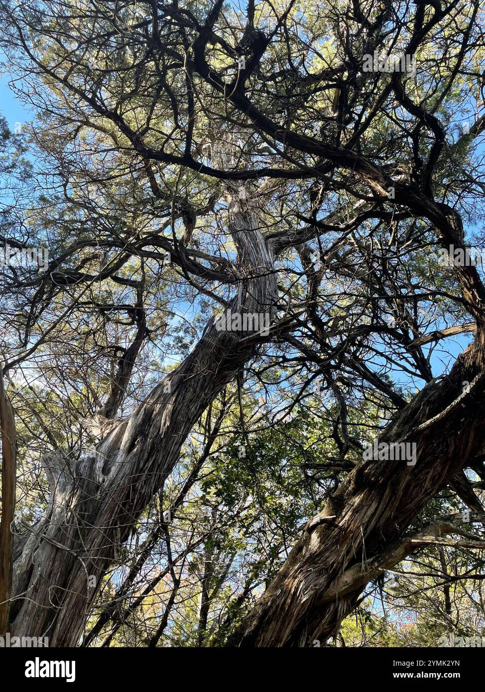 Ashe juniper (Juniperus ashei Stock Photo - Alamy