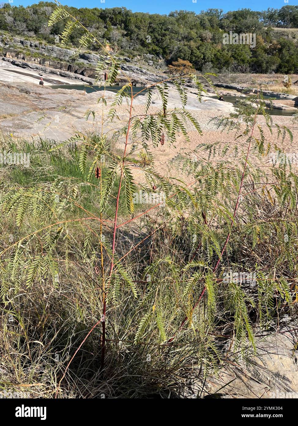 Rattlebush (Sesbania drummondii Stock Photo - Alamy