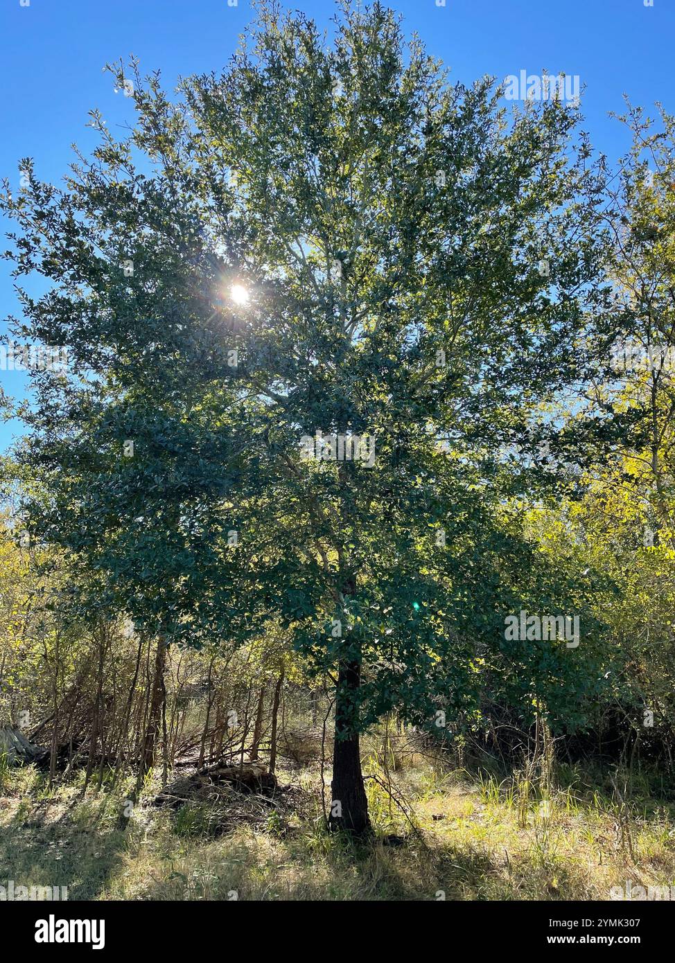 water oak (Quercus nigra Stock Photo - Alamy