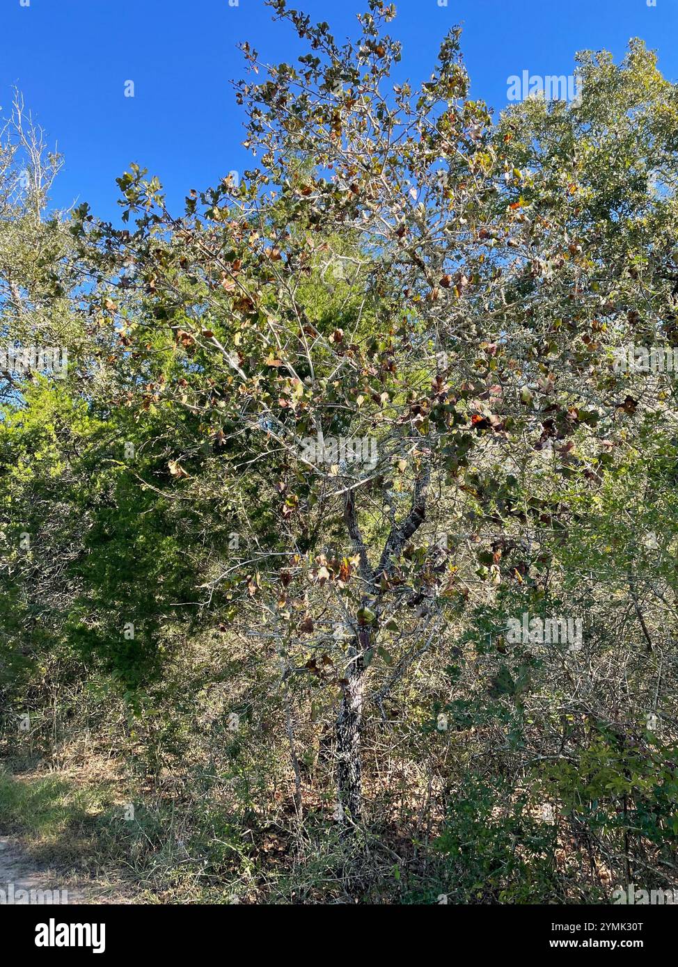 blackjack oak (Quercus marilandica Stock Photo - Alamy