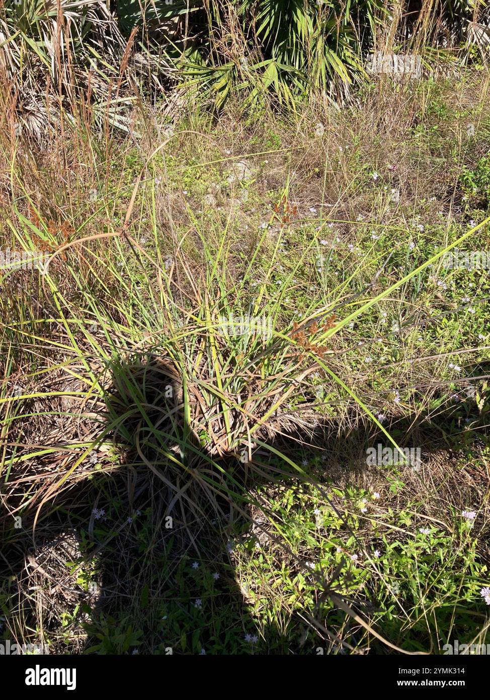 Swamp Flatsedge (Cyperus ligularis Stock Photo - Alamy