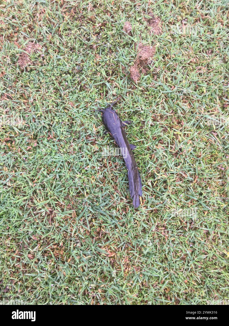 Walking Catfish (Clarias batrachus Stock Photo - Alamy