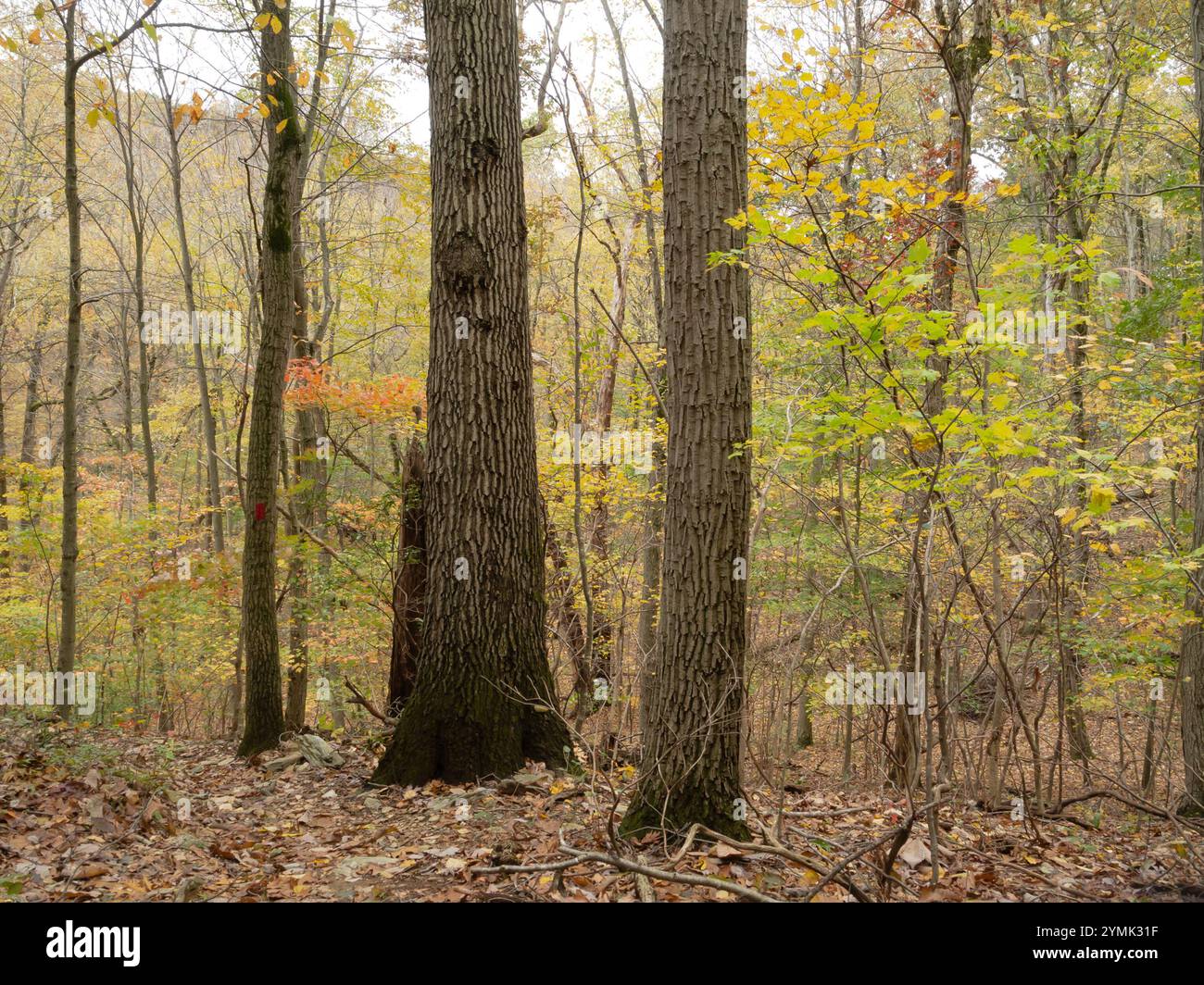 black oak (Quercus velutina Stock Photo - Alamy