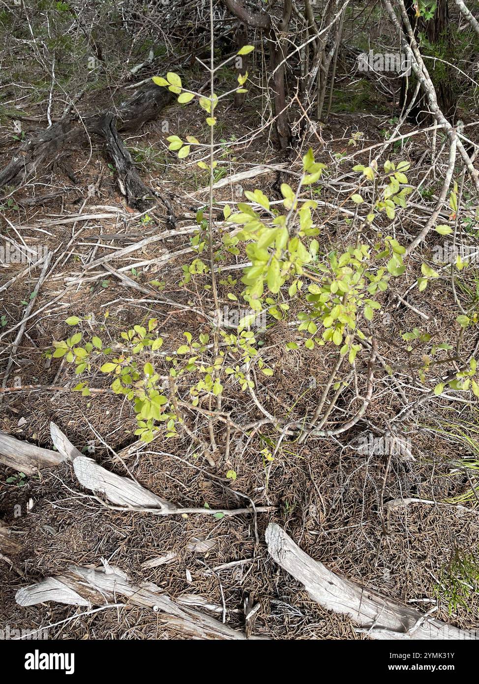 Forestiera pubescens hi-res stock photography and images - Alamy