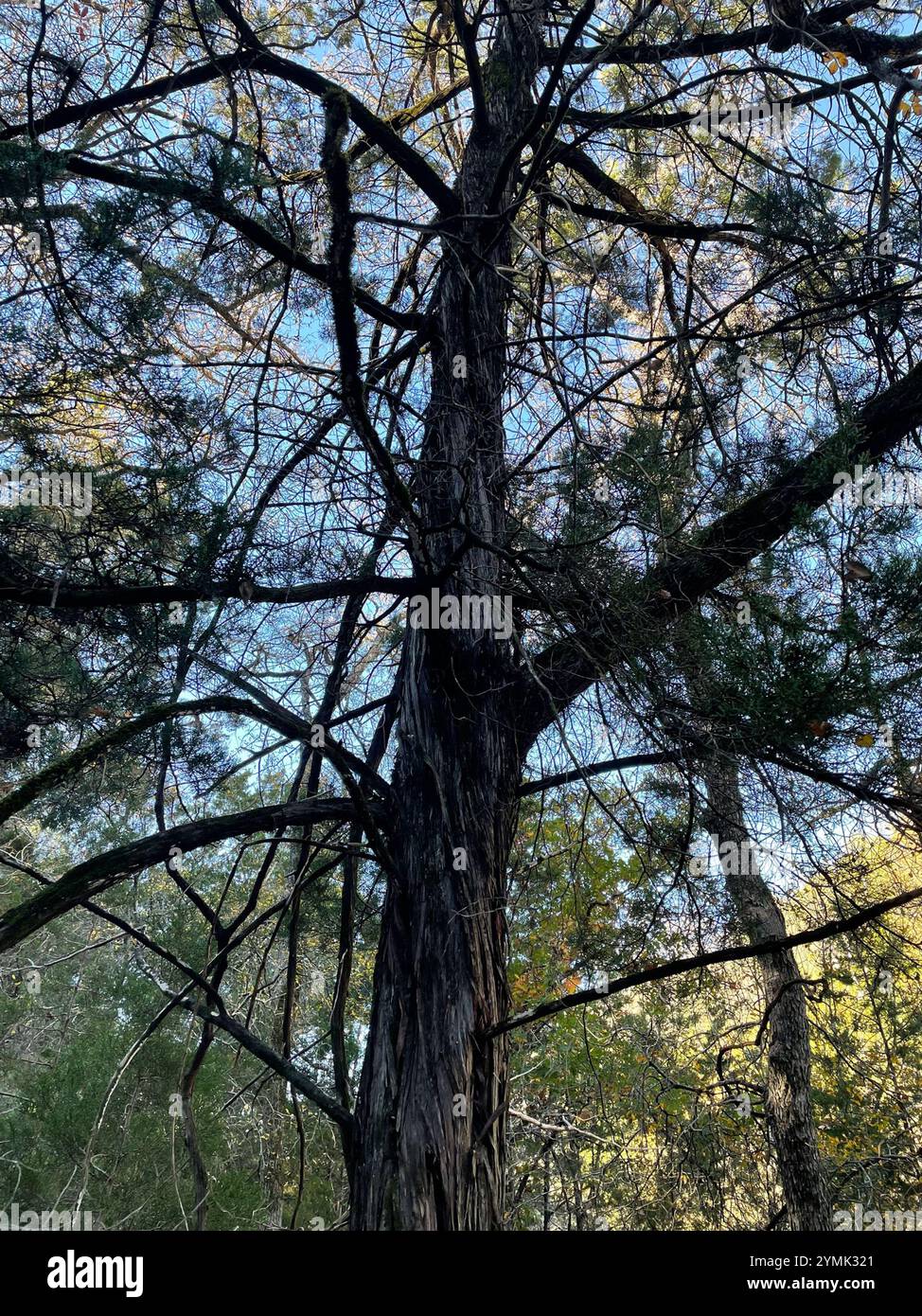 Ashe juniper (Juniperus ashei Stock Photo - Alamy