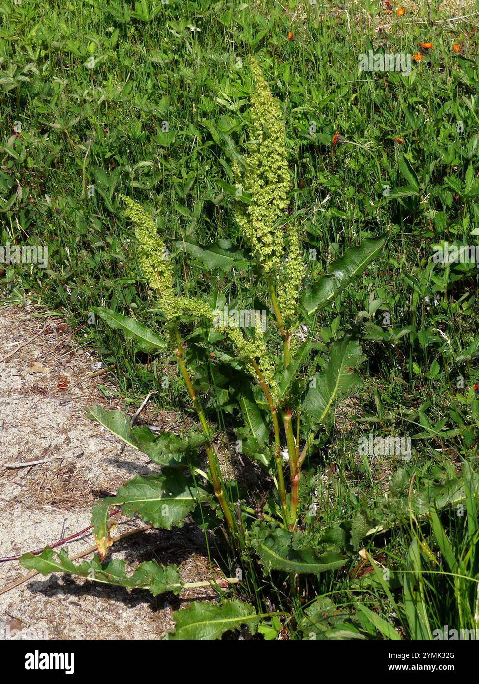 curled dock (Rumex crispus Stock Photo - Alamy
