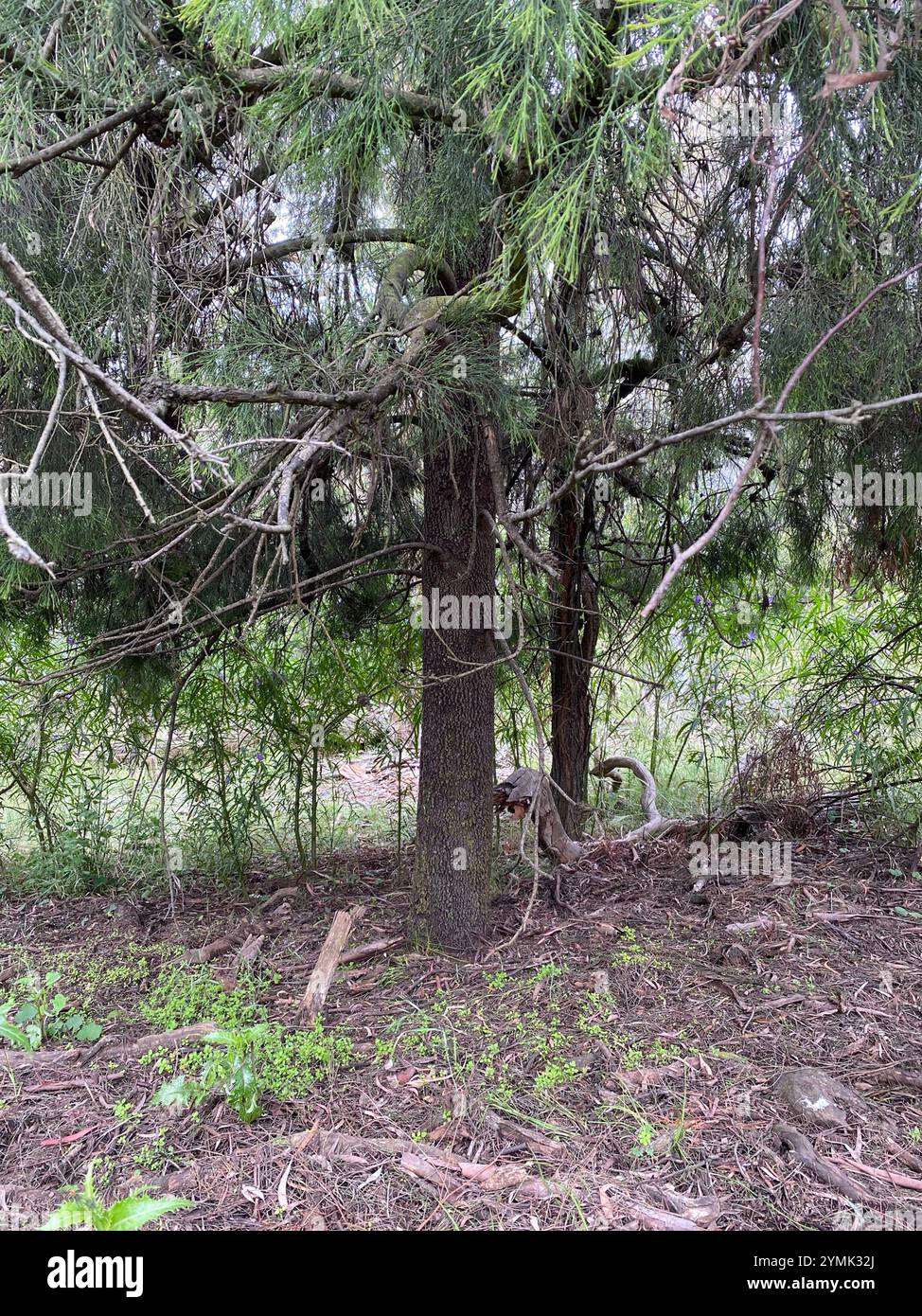 Exocarpos cupressiformis hi-res stock photography and images - Alamy