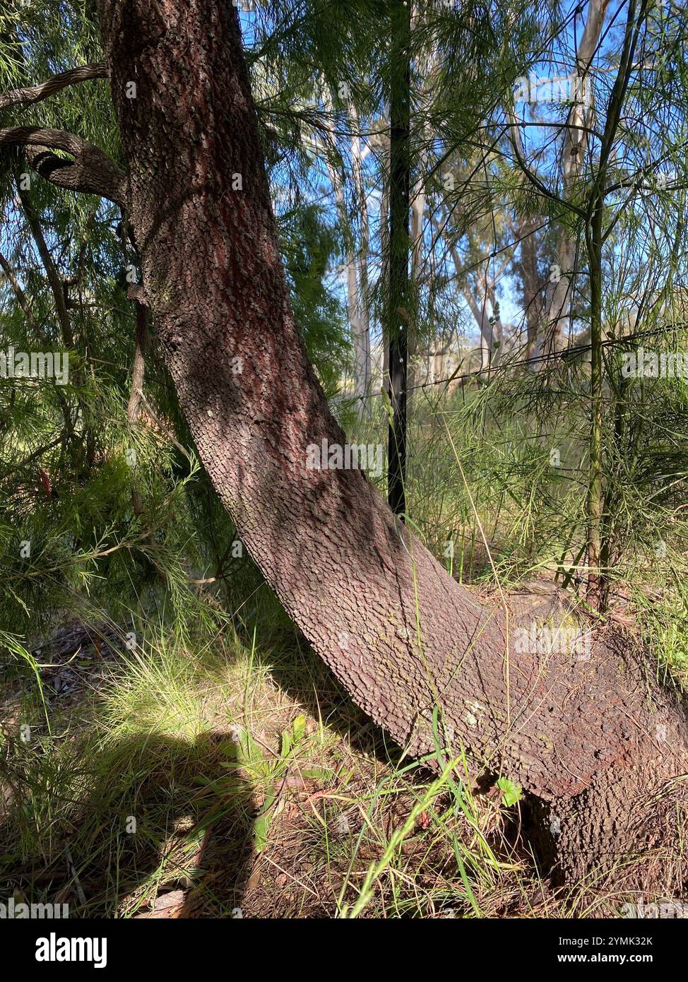 Exocarpos cupressiformis hi-res stock photography and images - Alamy