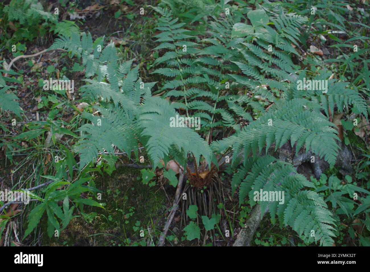 marginal wood fern (Dryopteris marginalis Stock Photo - Alamy
