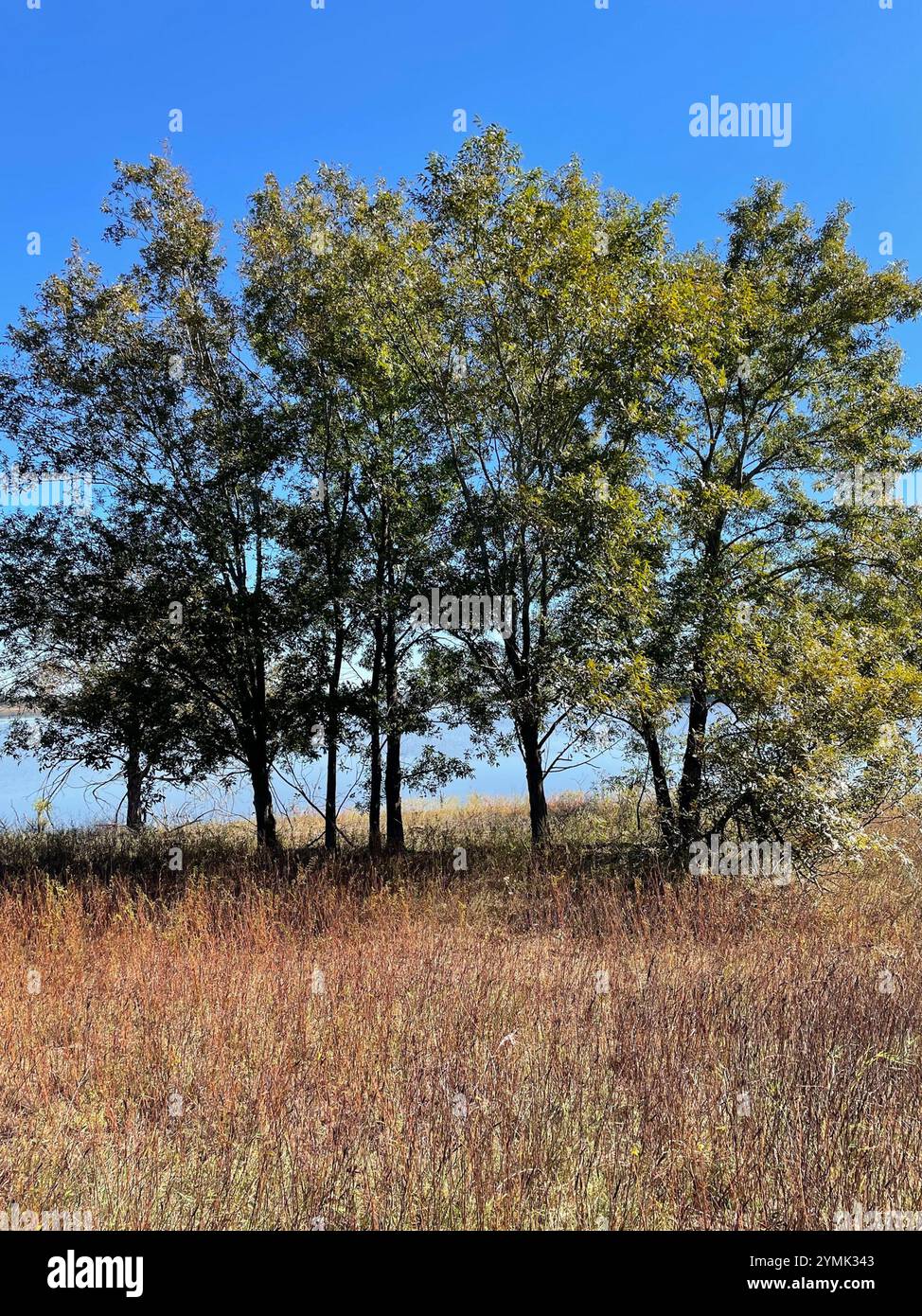 water hickory (Carya aquatica Stock Photo - Alamy