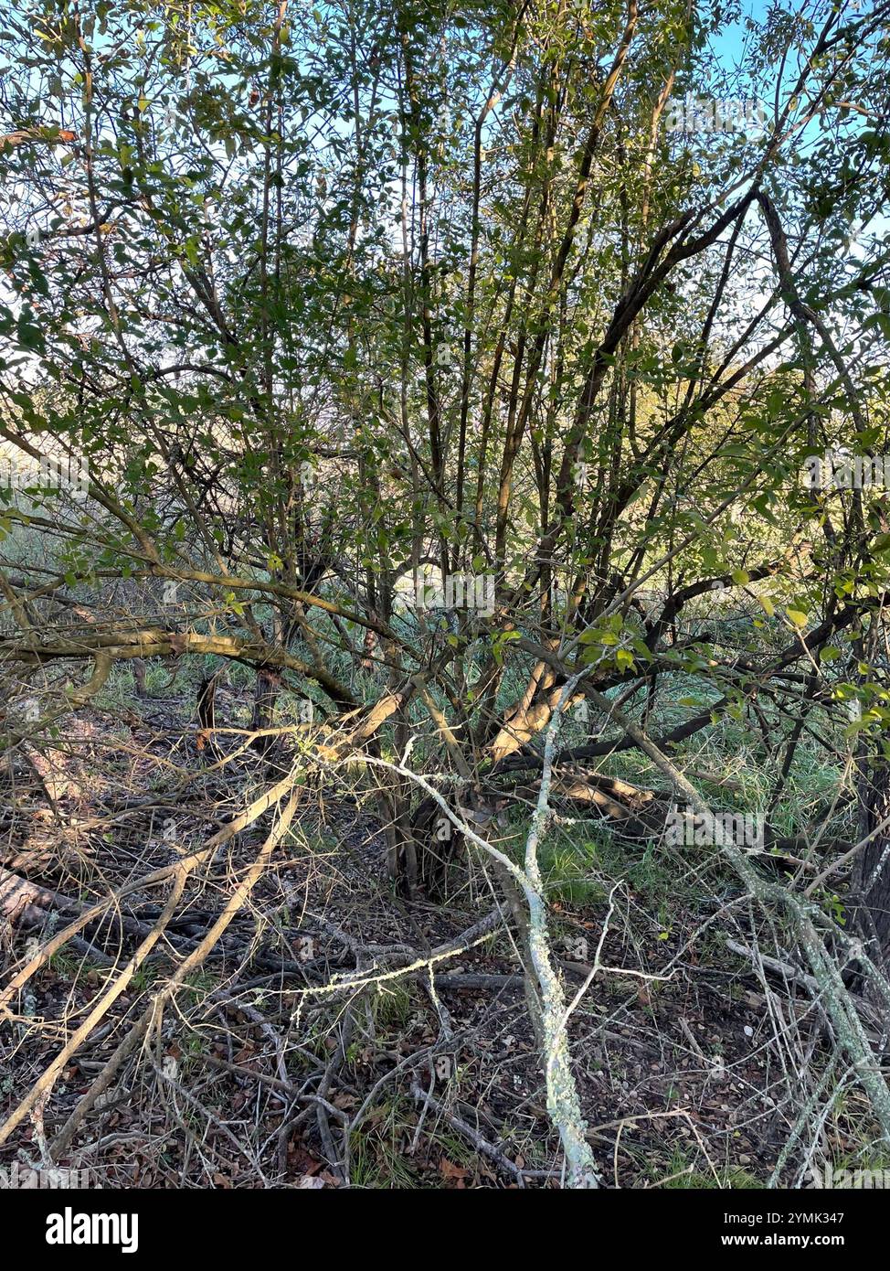 eastern swamp privet (Forestiera acuminata Stock Photo - Alamy