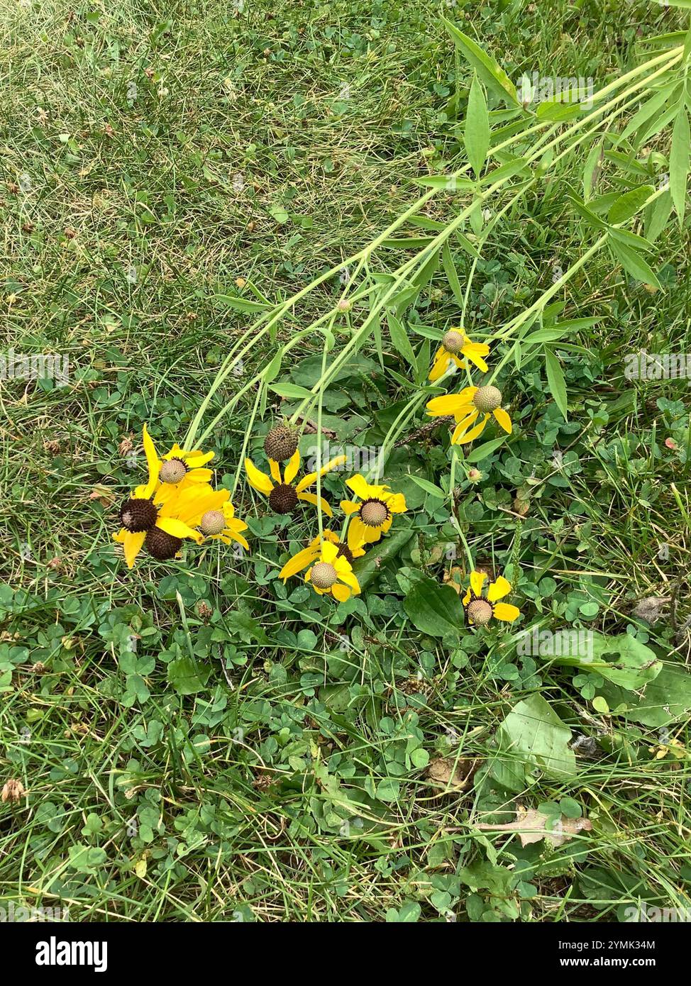 grey-headed coneflower (Ratibida pinnata Stock Photo - Alamy
