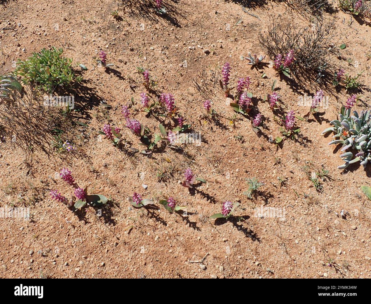 Flesh Viooltjie (Lachenalia carnosa Stock Photo - Alamy